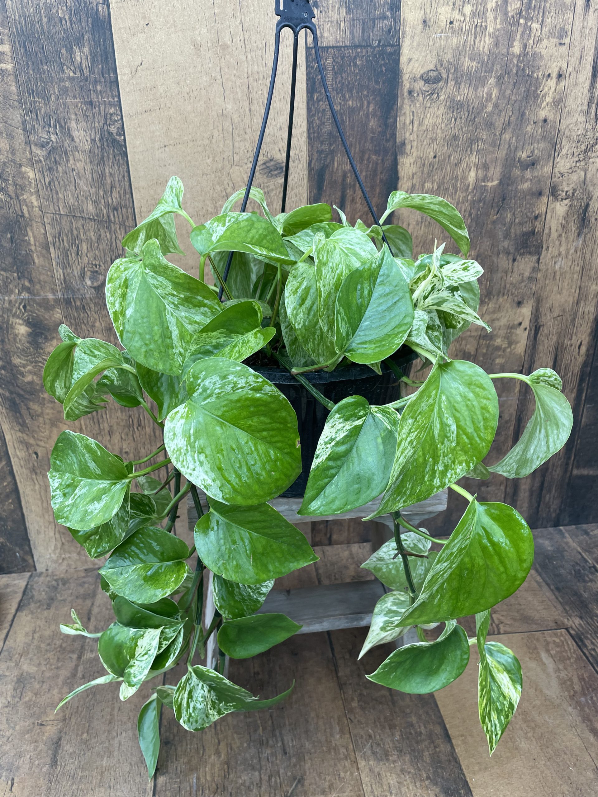 Pothos 'Marble Queen' (10" hanging basket) - TERRA Greenhouses
