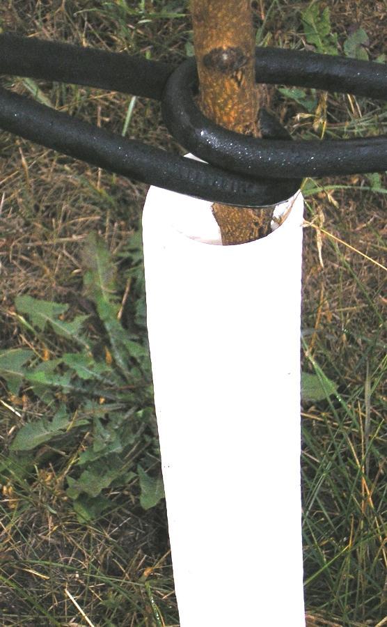 Tree Guard - available in three sizes - TERRA Greenhouses