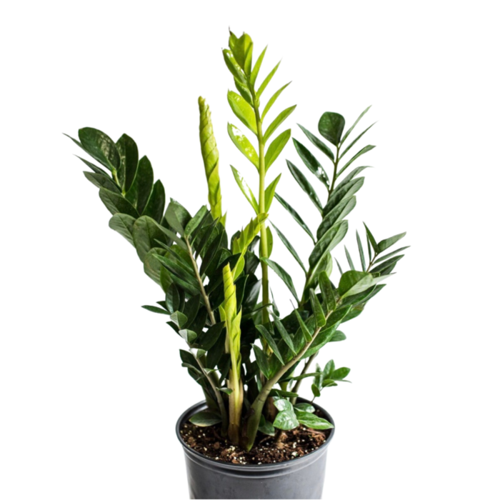 ZZ Plant (available in 3 sizes!) - TERRA Greenhouses