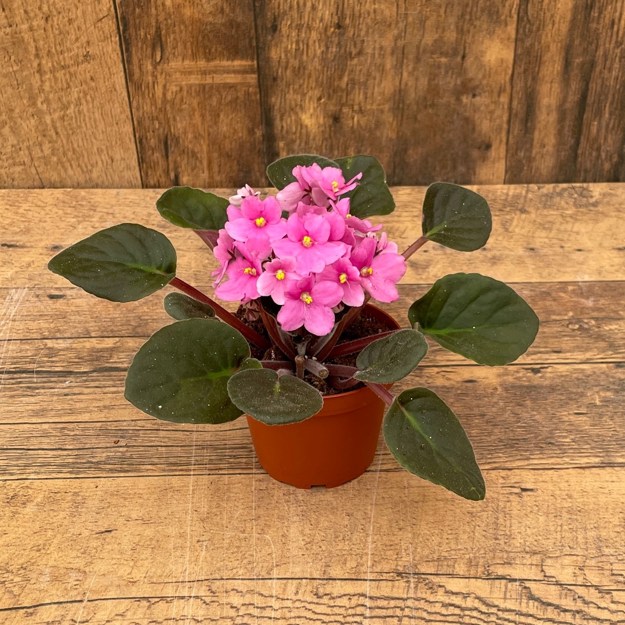 African Violet (6" pot) - TERRA Greenhouses