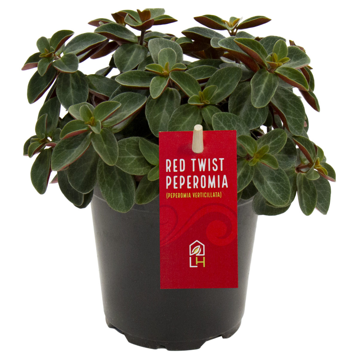 Peperomia Archives - TERRA Greenhouses