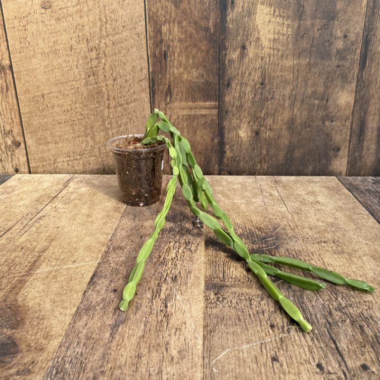 Succulents - assorted sizes available - TERRA Greenhouses