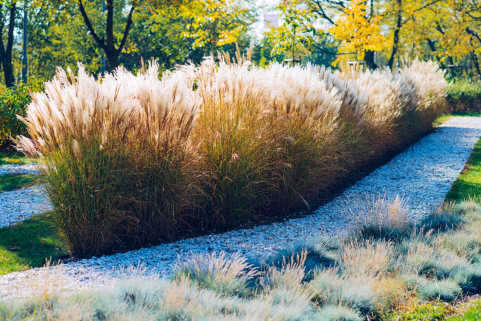 Your Guide To Ornamental Grasses - TERRA Greenhouses