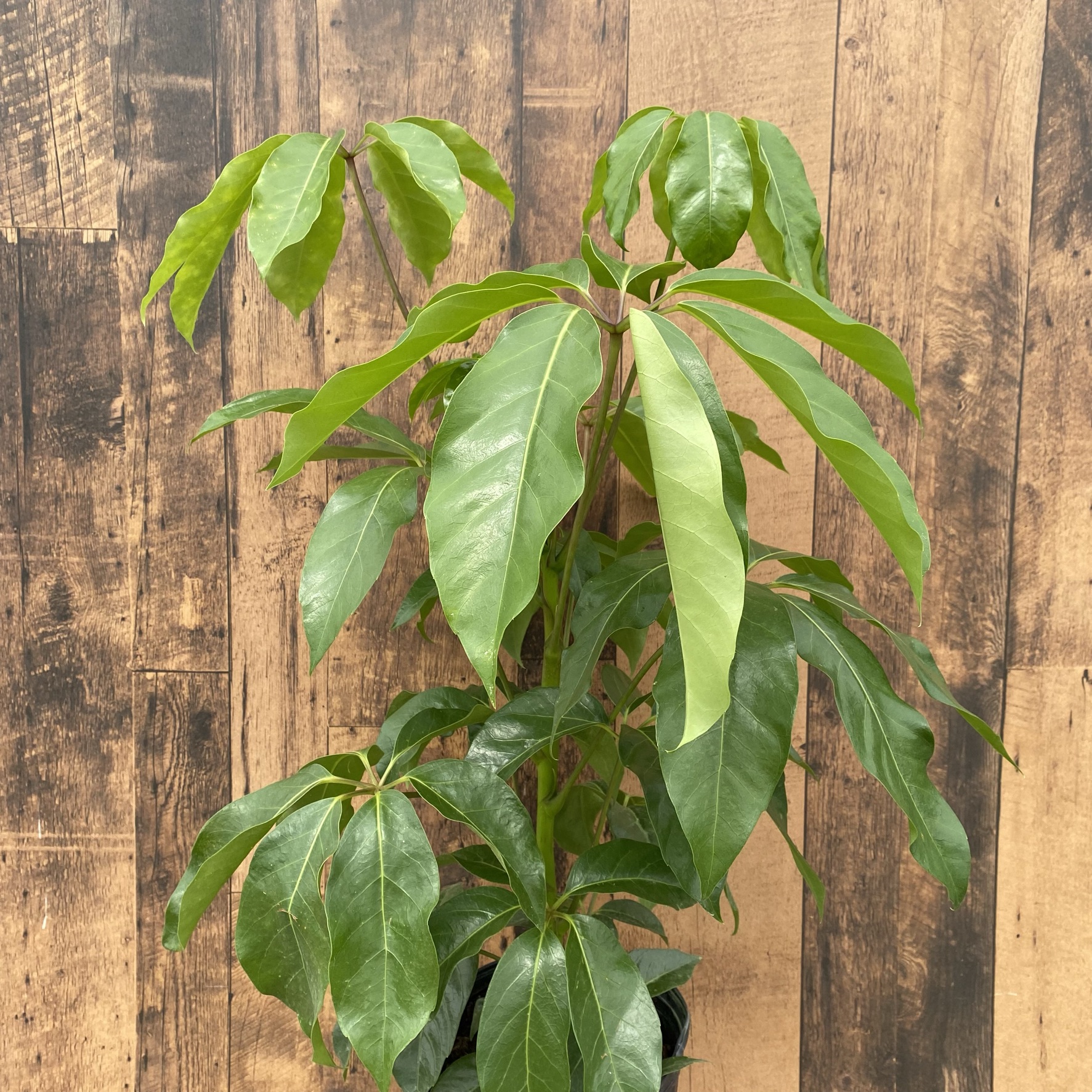 Plants Archives - Page 2 of 15 - TERRA Greenhouses