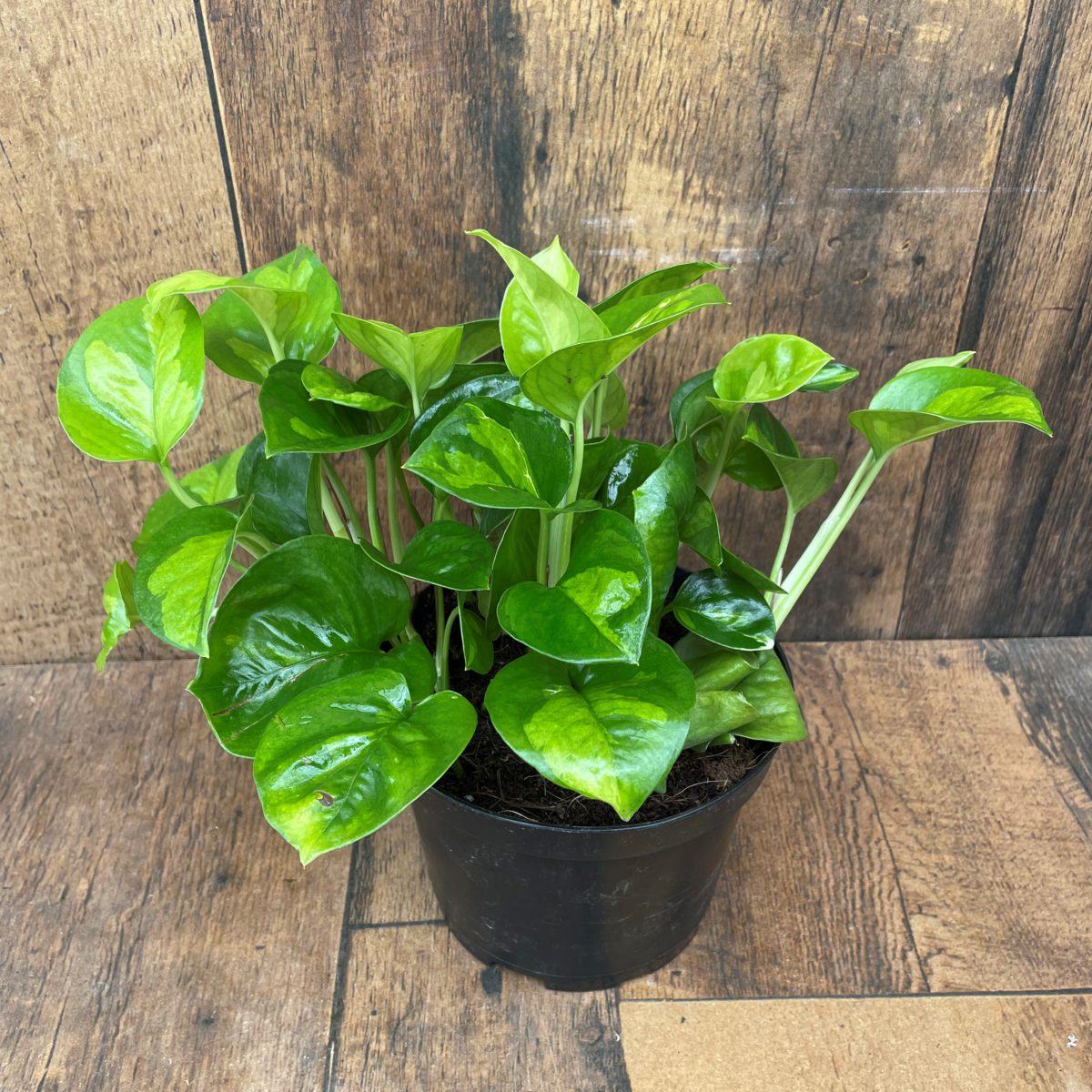 Houseplants & Tropicals Archives - Page 4 of 9 - TERRA Greenhouses