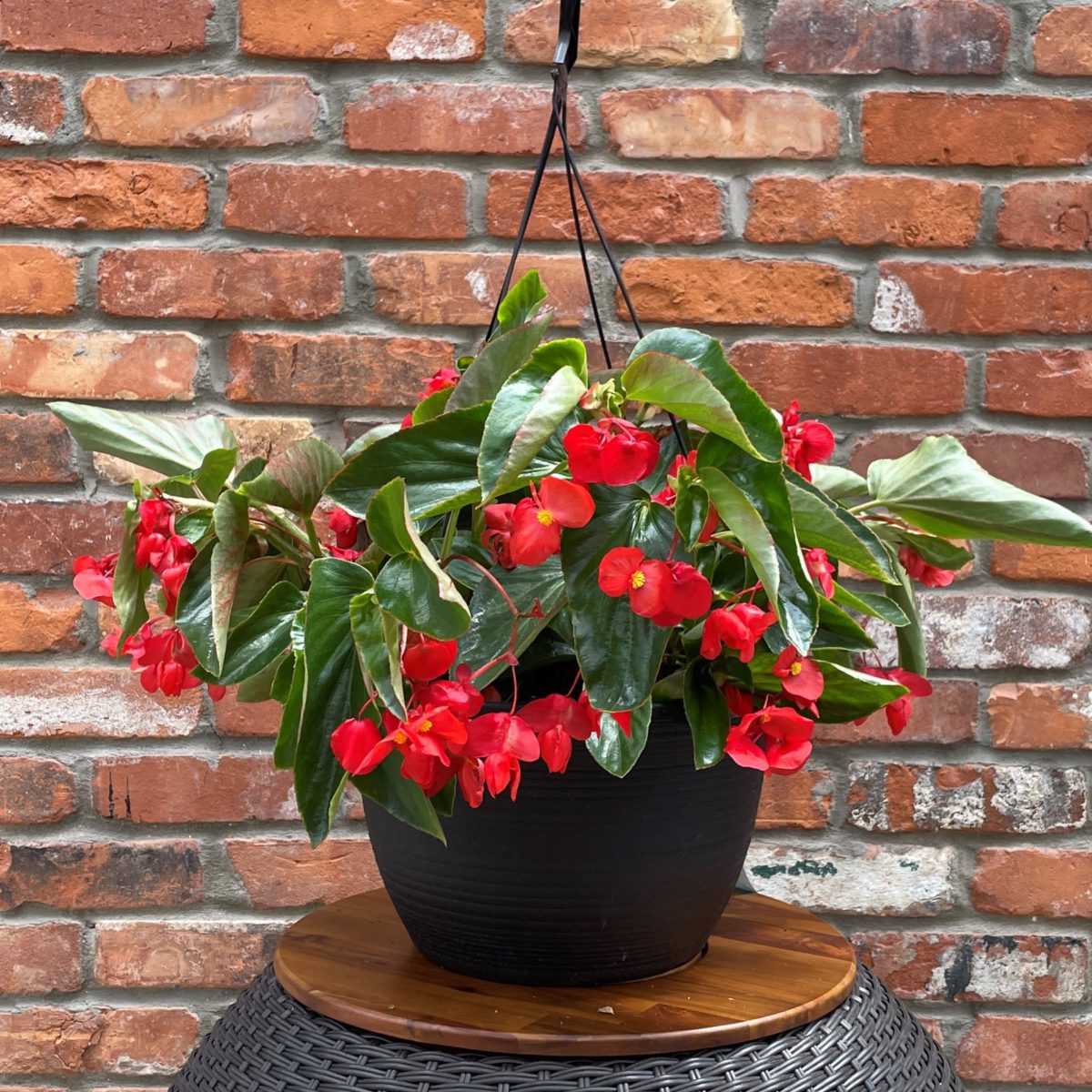 Hanging Baskets - TERRA Greenhouses