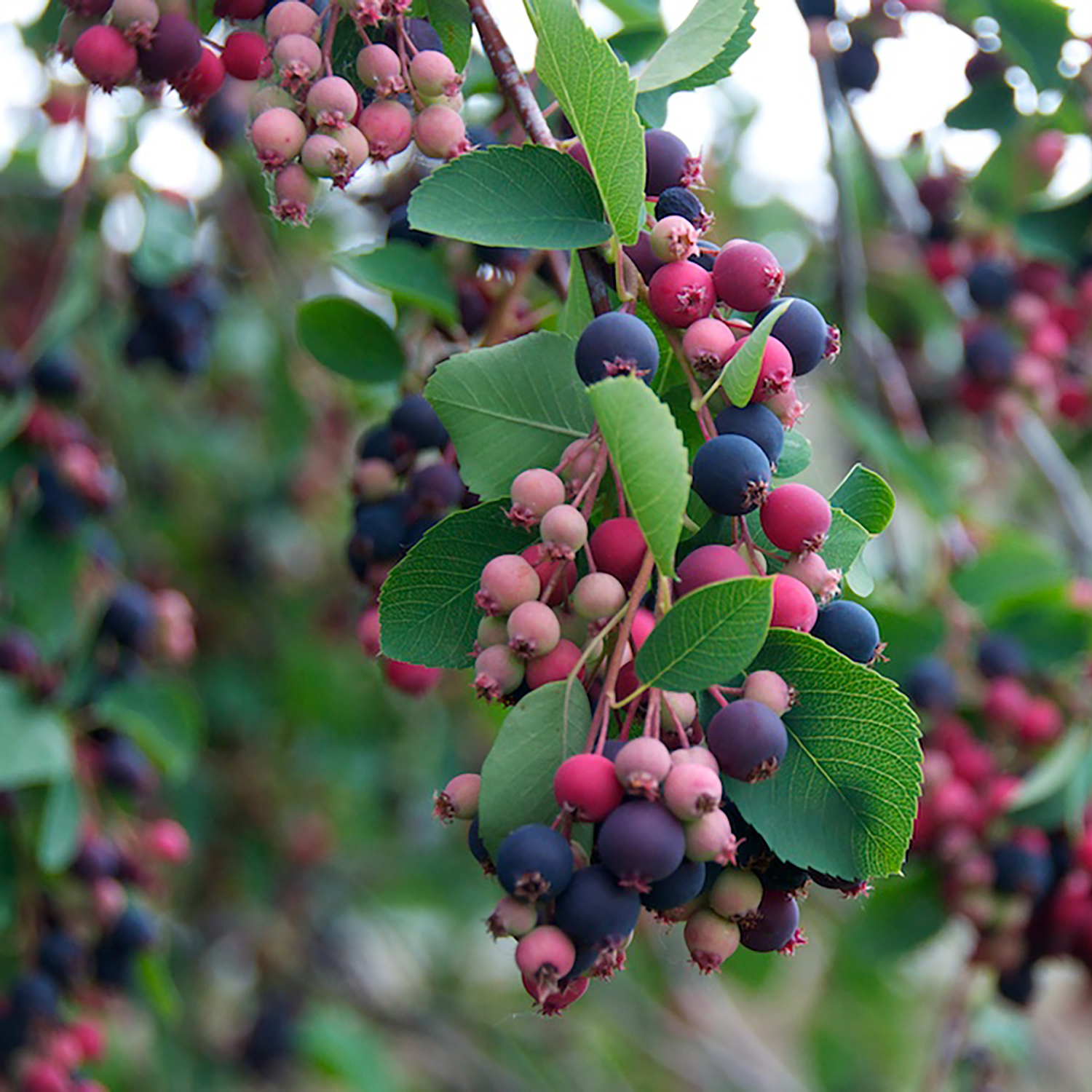 Plants Archives - Page 3 of 22 - TERRA Greenhouses