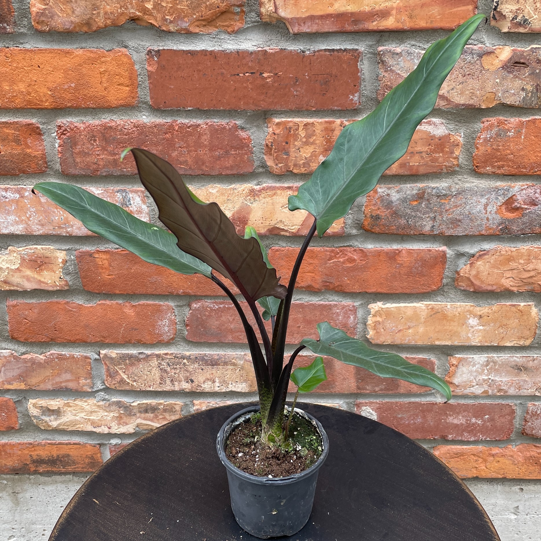 Small Tropicals Archives - TERRA Greenhouses