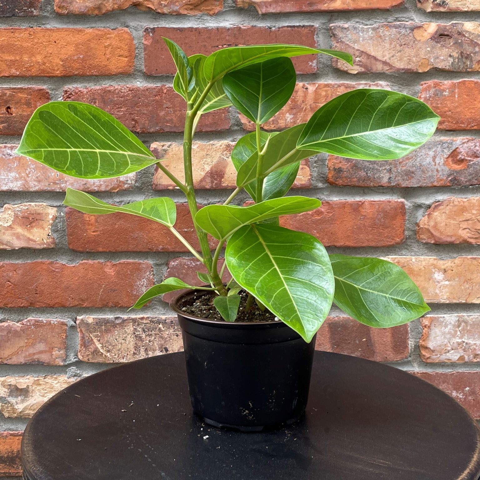 yellow gem plant Archives - TERRA Greenhouses