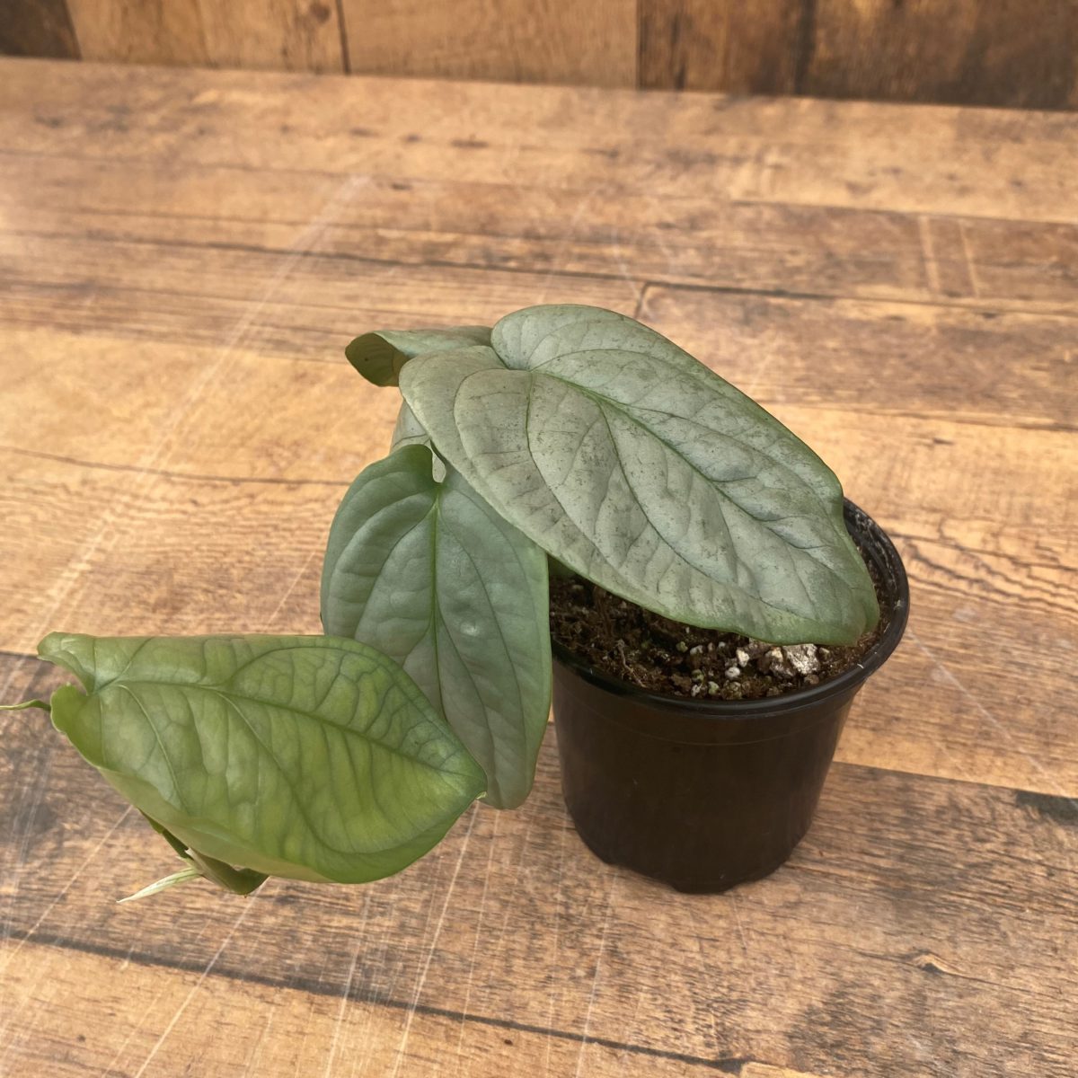 Shop - TERRA Greenhouses