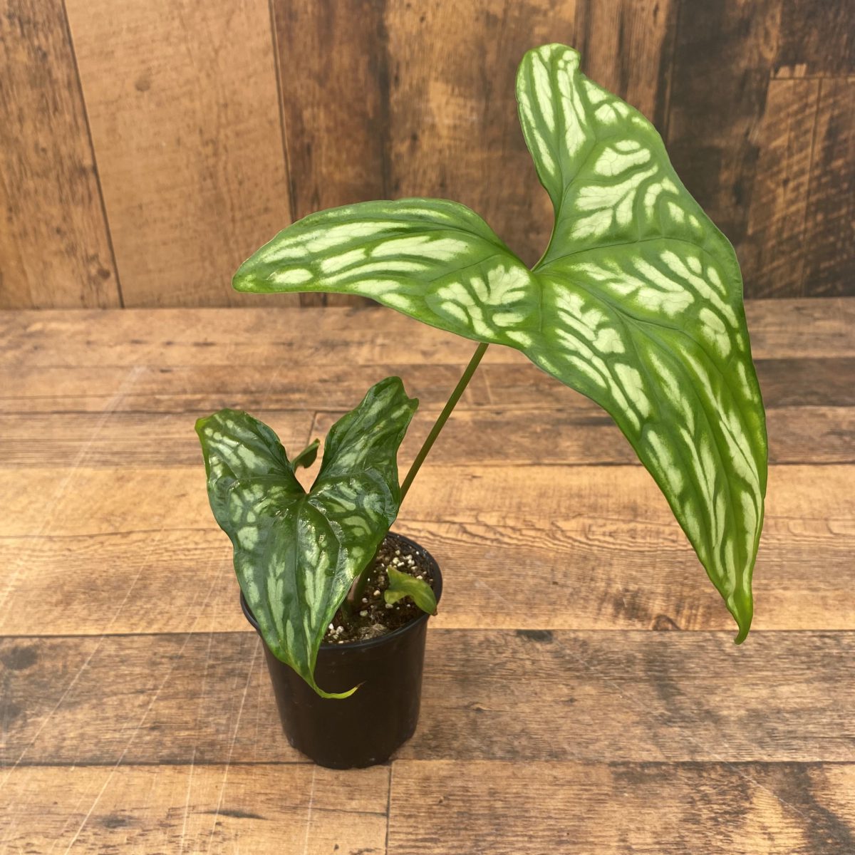 Houseplants & Tropicals Archives - Page 4 of 8 - TERRA Greenhouses
