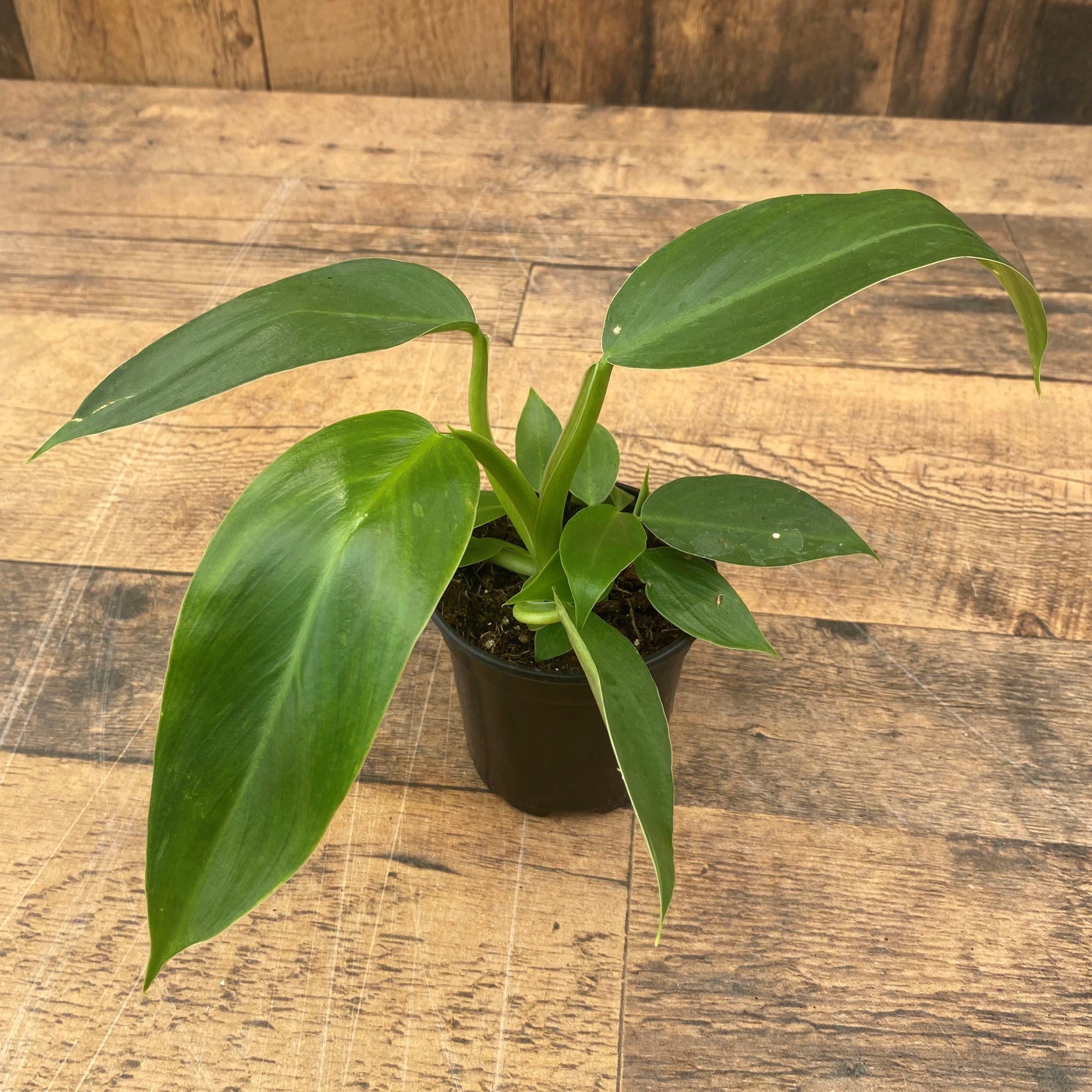 Philodendron Jose Bueno - TERRA Greenhouses