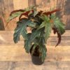 Shop - TERRA Greenhouses