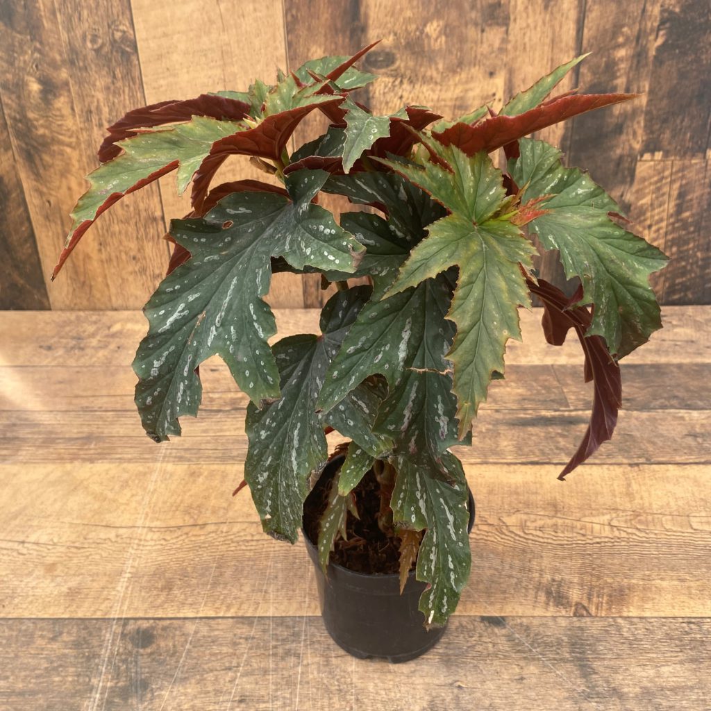 Shop - TERRA Greenhouses