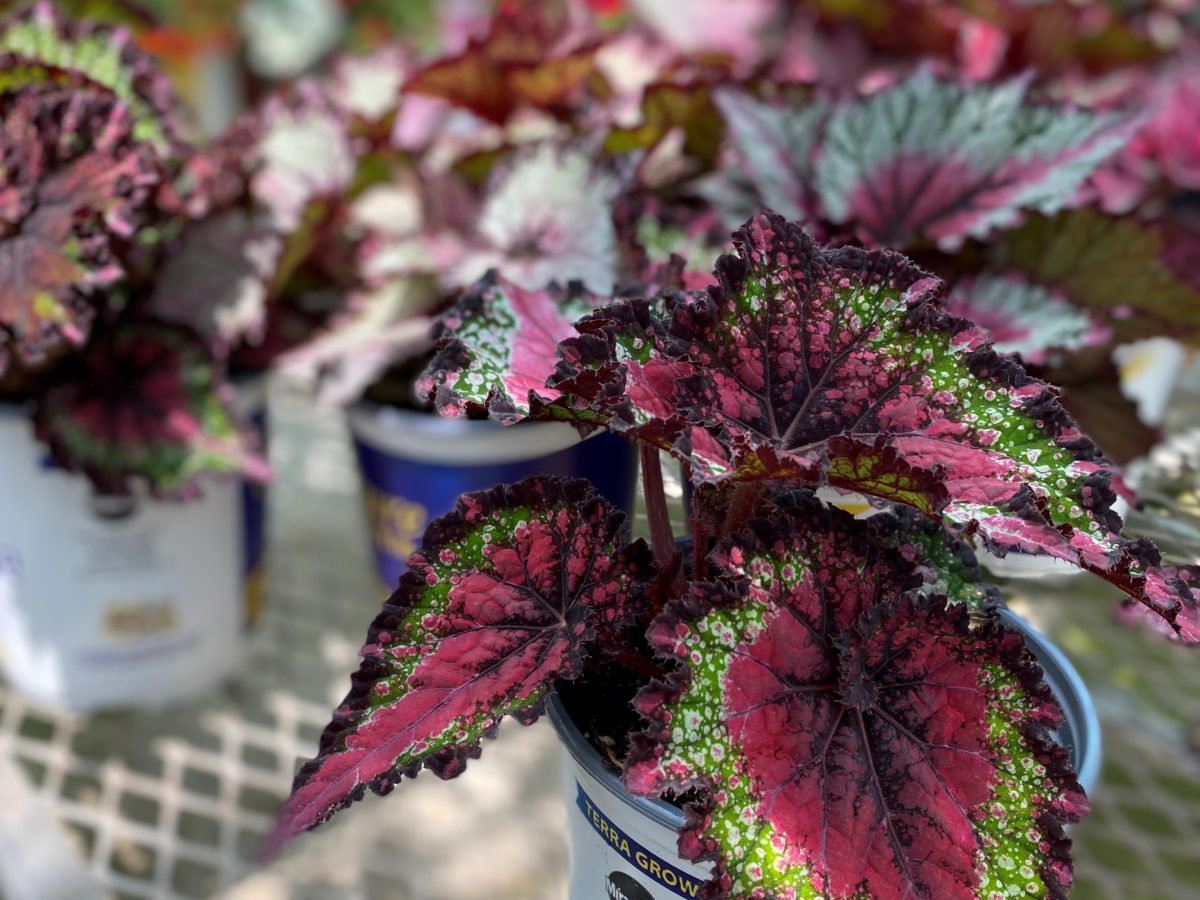 Your Guide to Fall Flowers & Seasonal Plants - TERRA Greenhouses