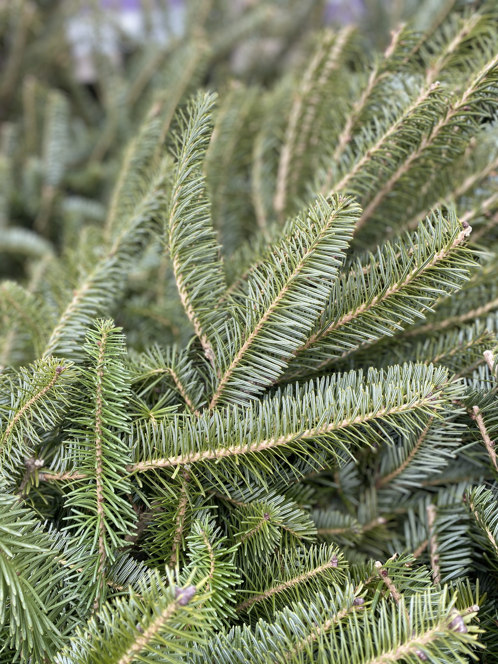 Your Guide to Fresh Cut Christmas Trees - TERRA Greenhouses