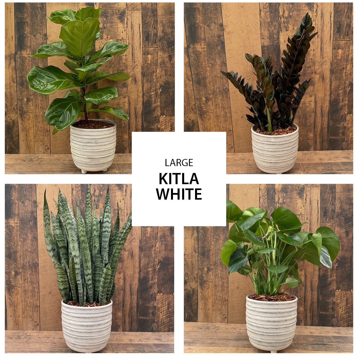 Plants Archives - Page 2 of 10 - TERRA Greenhouses