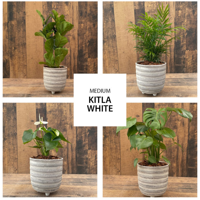 Houseplants & Tropicals Archives - Page 2 of 8 - TERRA Greenhouses