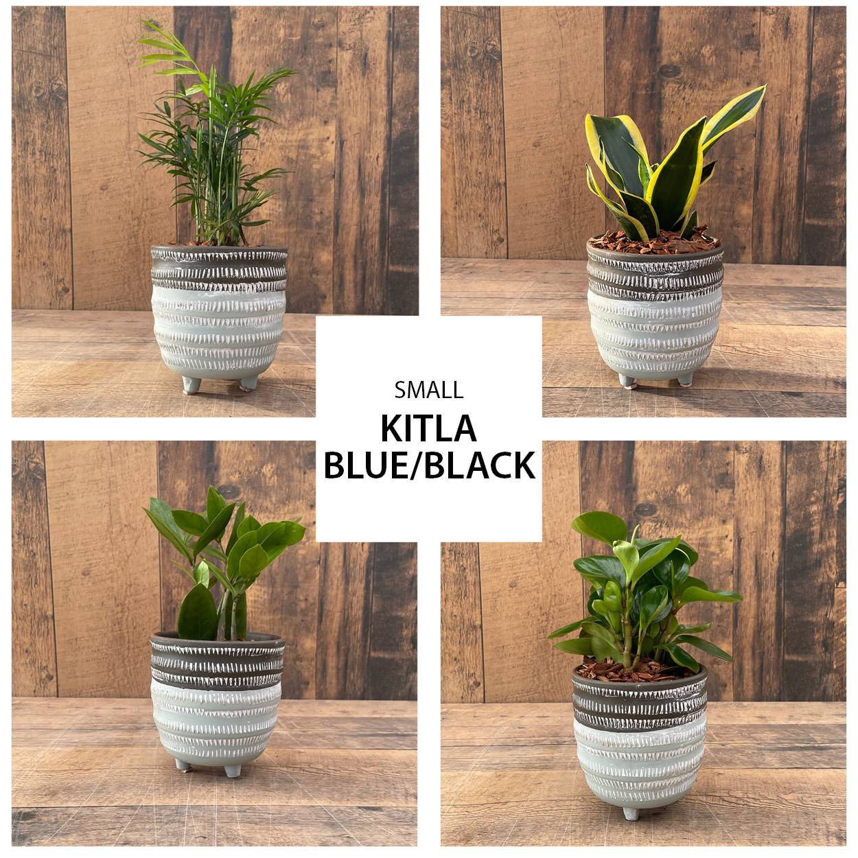 Plants Archives - Page 8 of 13 - TERRA Greenhouses