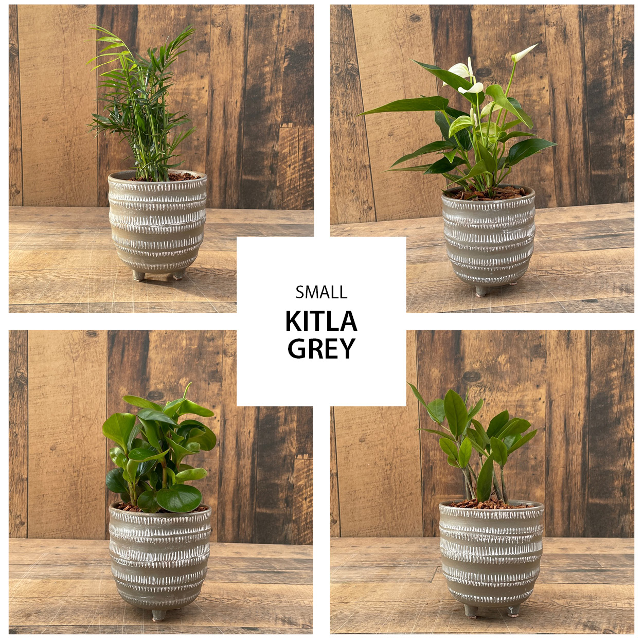 Urban Tropicals Archives - TERRA Greenhouses