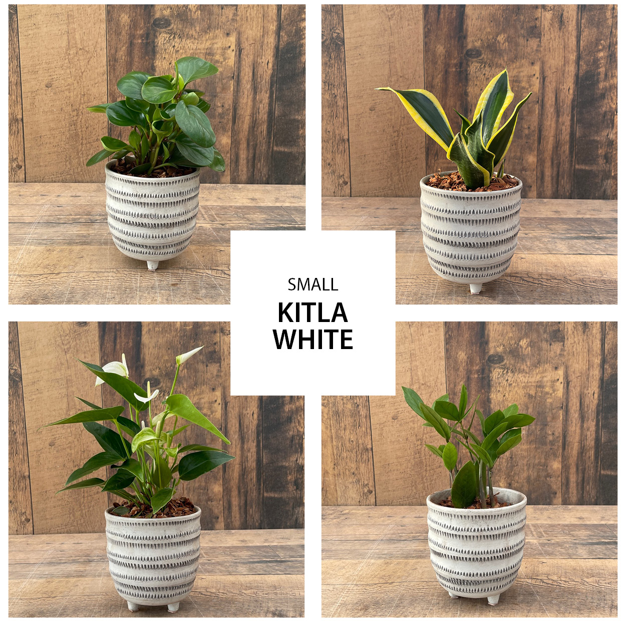 Urban Tropicals Archives - TERRA Greenhouses