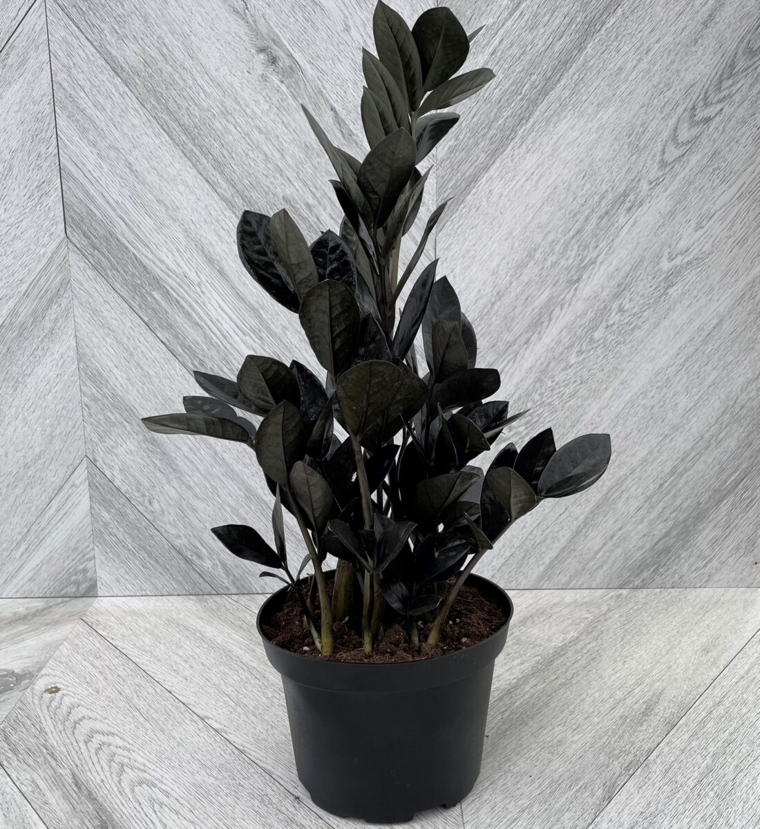 ZZ 'Raven' (multiple sizes available) - TERRA Greenhouses