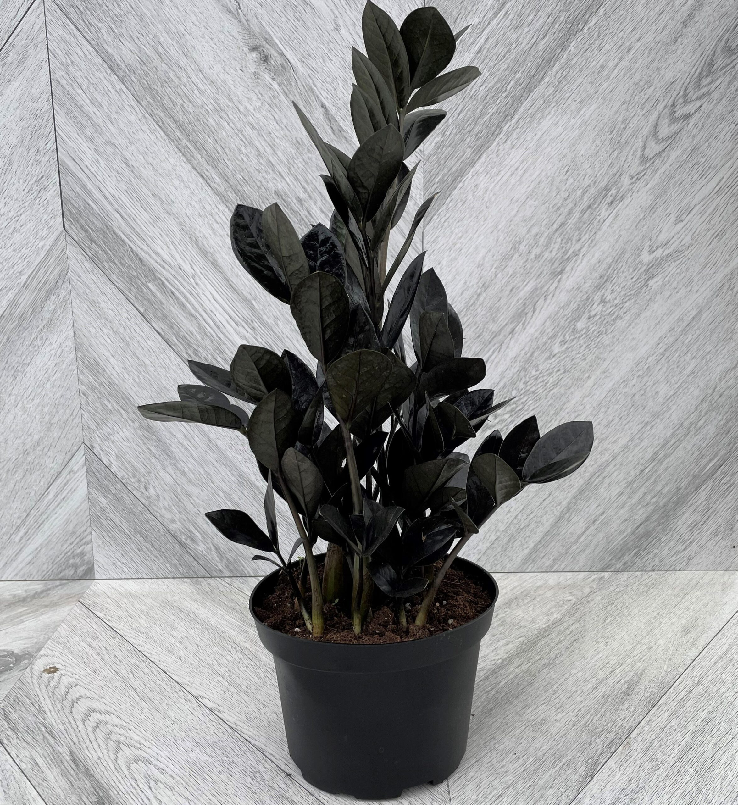 ZZ 'Raven' (multiple sizes available) - TERRA Greenhouses