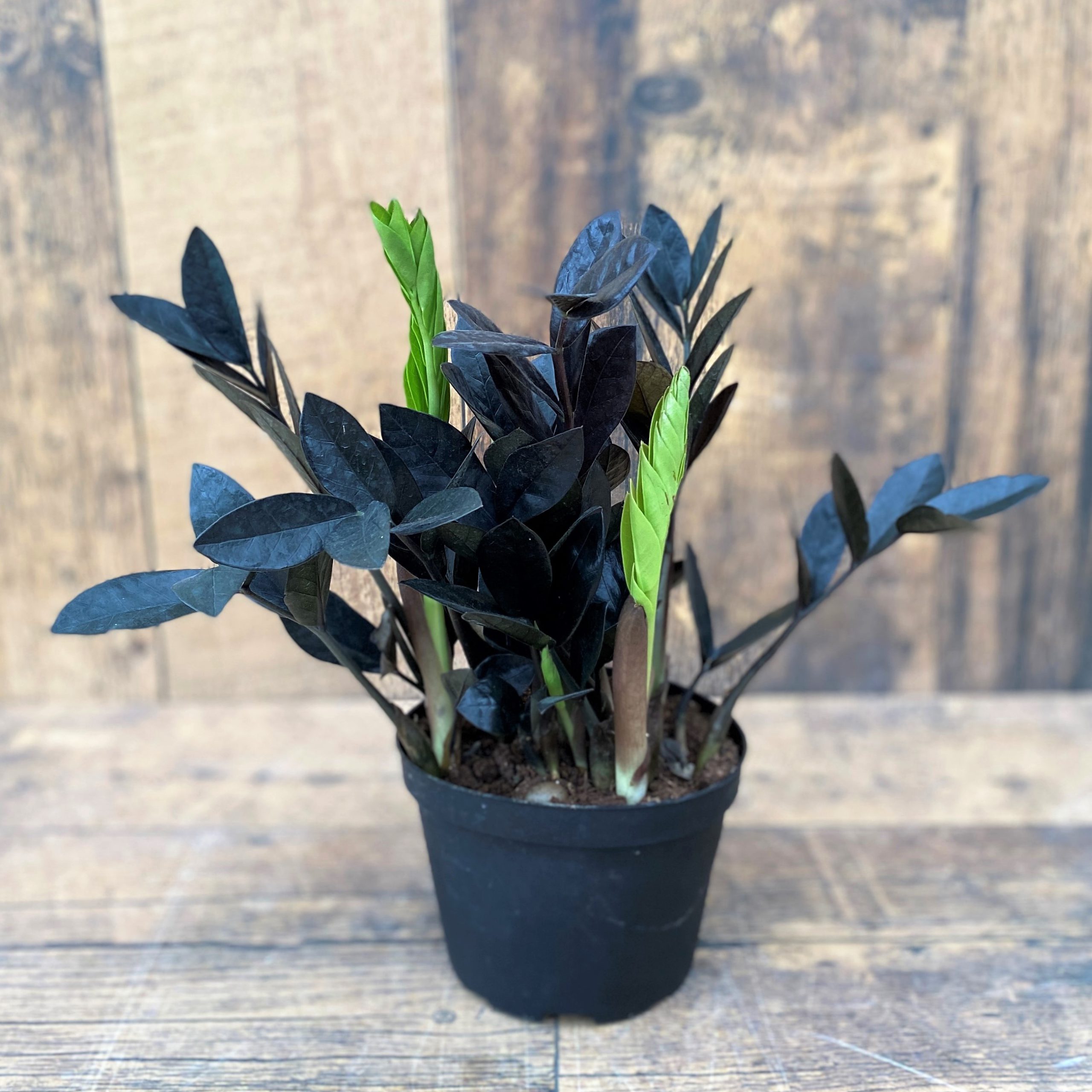ZZ 'Raven' - multiple sizes available - TERRA Greenhouses