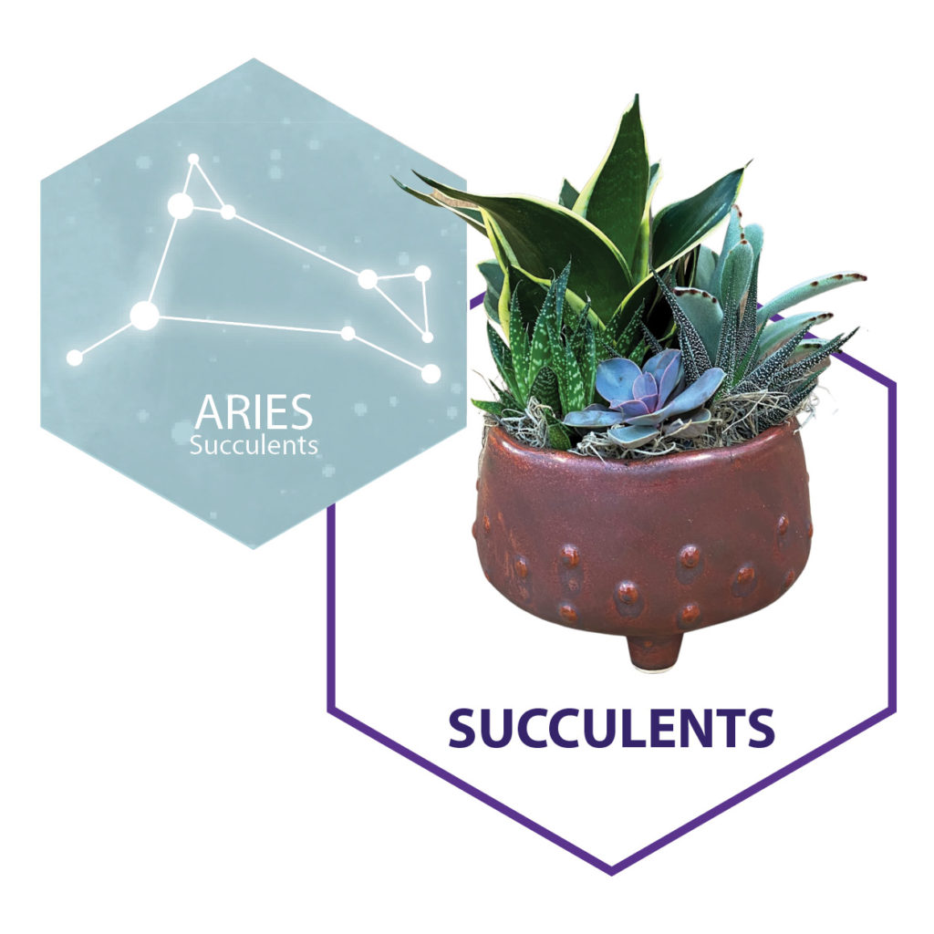 Your Perfect Plant by Zodiac Sign - TERRA Greenhouses