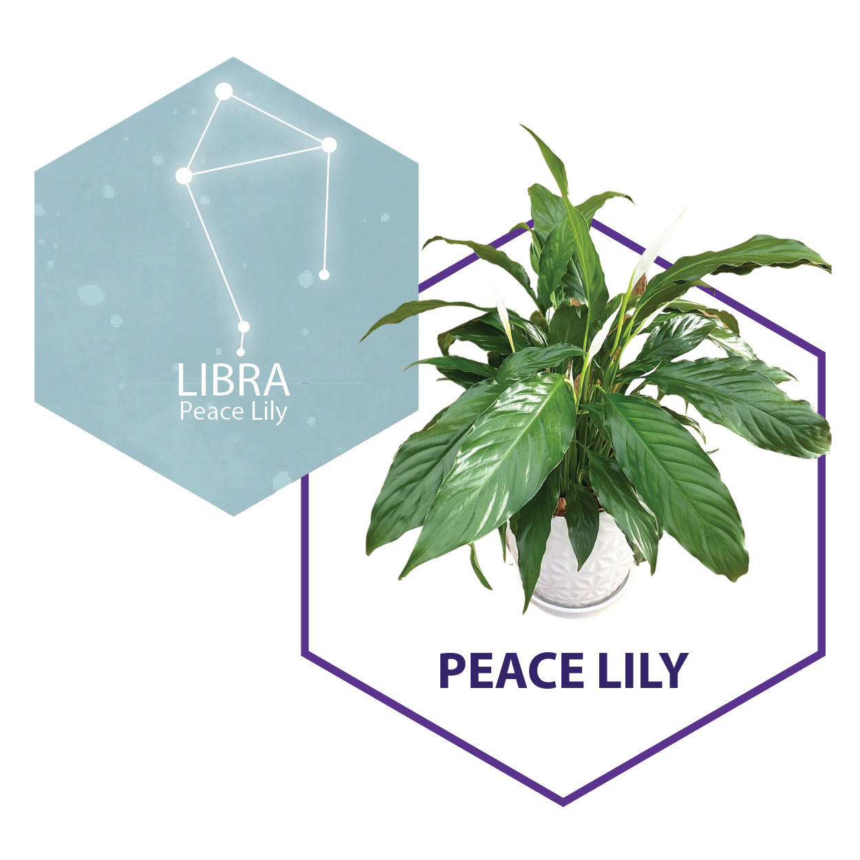 Your Perfect Plant by Zodiac Sign - TERRA Greenhouses