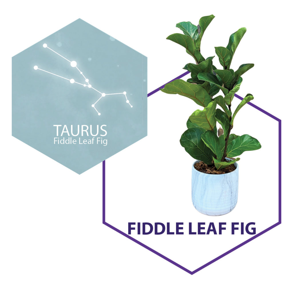 Your Perfect Plant by Zodiac Sign - TERRA Greenhouses